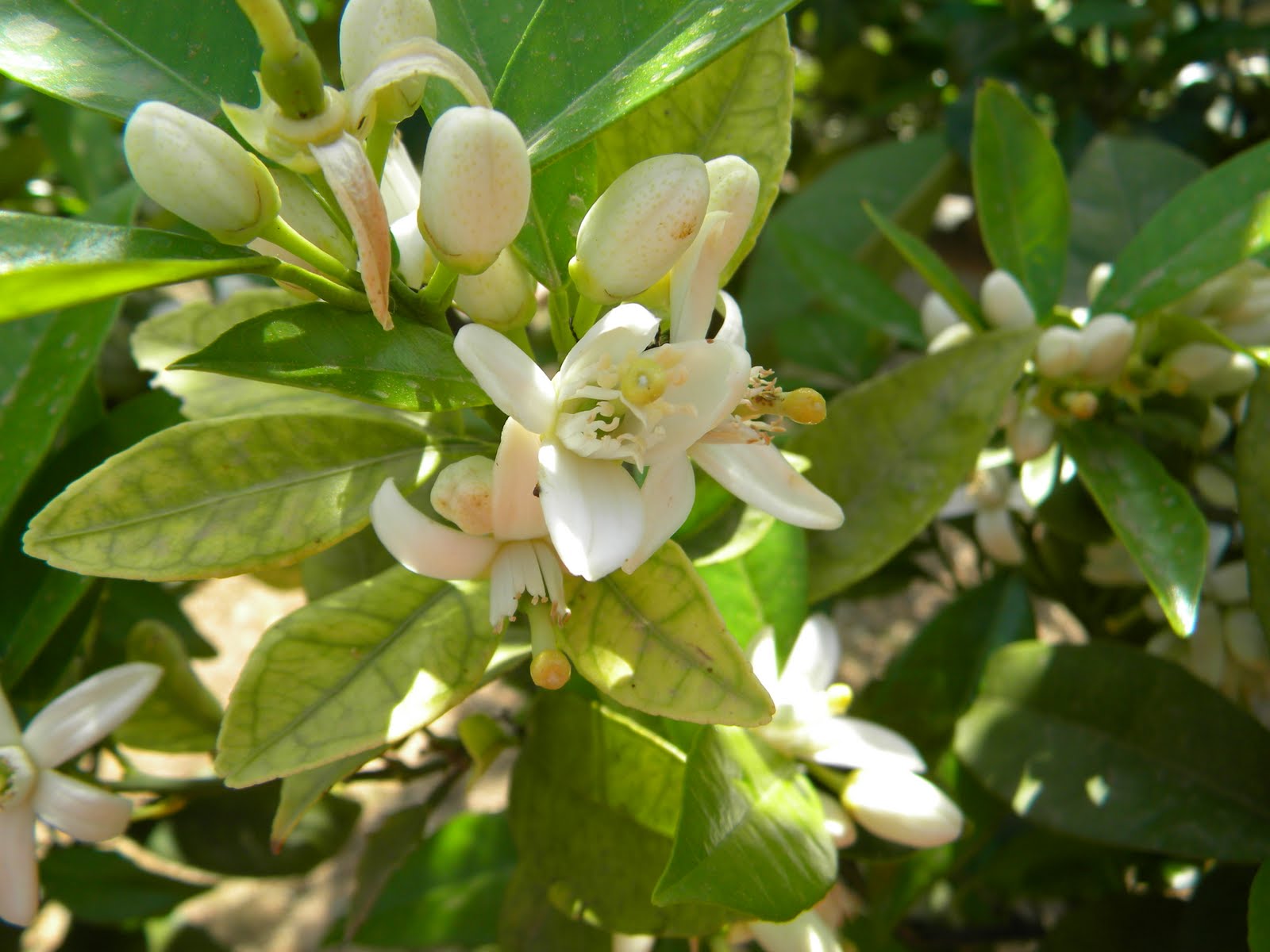 Huerto de Tatay: Flor azaharhuerto