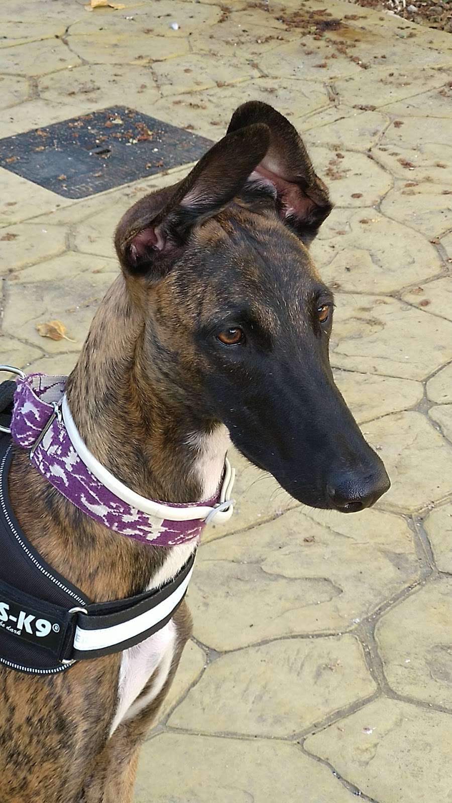 Historia y actualidad de los galgos.