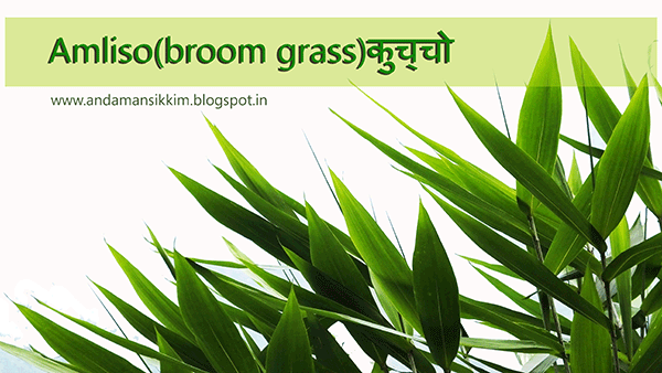 ANDAMAN SIKKIM: Broom Grass:Amliso