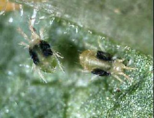 Fresh Fruit and Vegetable News: USA: The increasing problem of spider ...