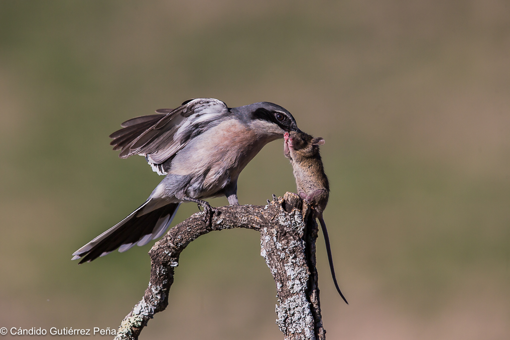 ALCAUDON REAL - Lanius Excubitor | Observatorio de la Naturaleza