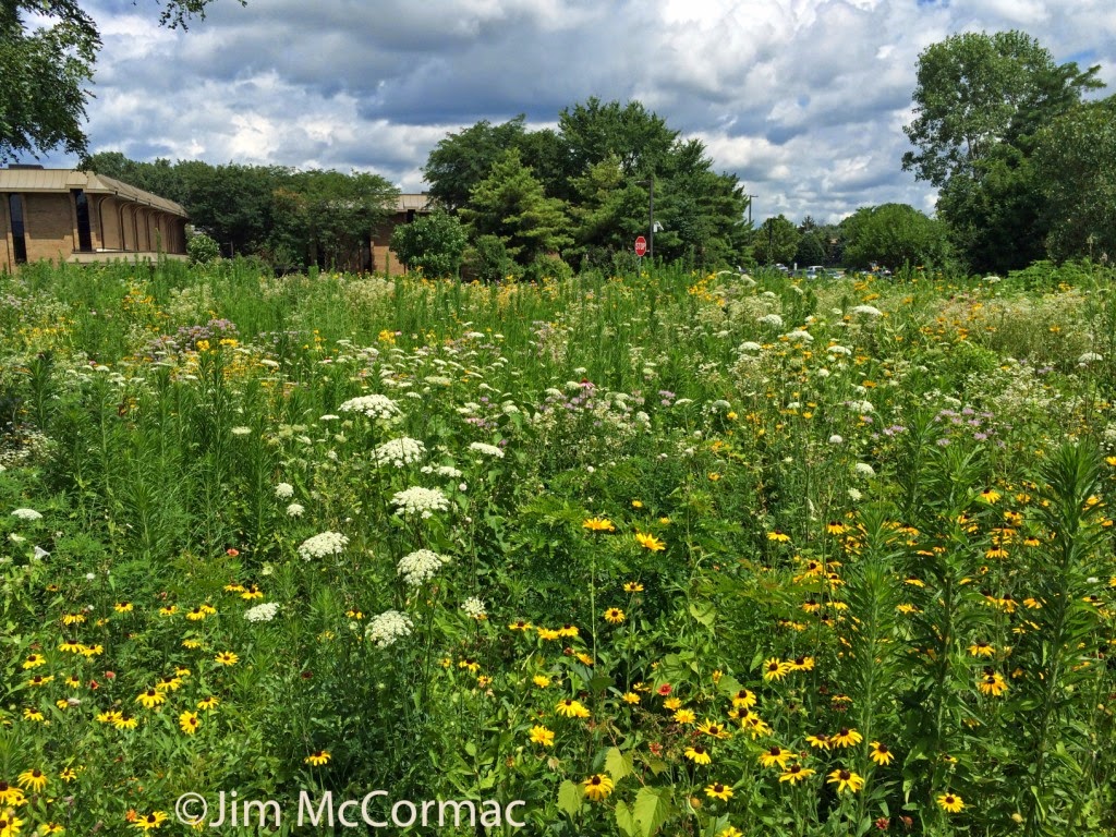 Ohio Birds and Biodiversity: A prairie comes to life