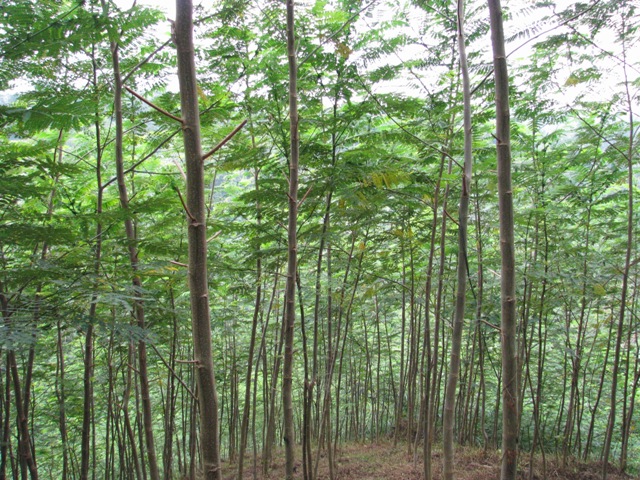 ALBASIA: Pohon Albasia Umur 1 Tahun