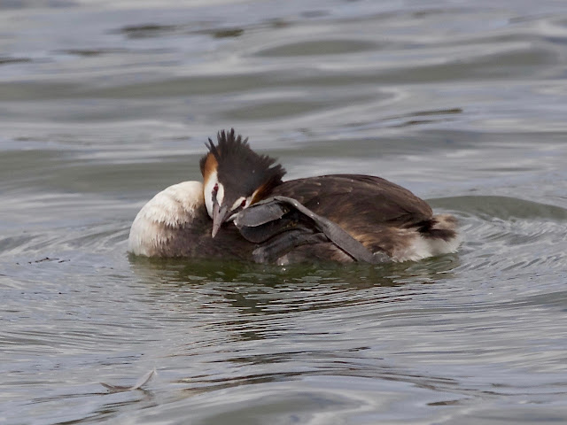 Avithera: Aquatic birds with lobed feet
