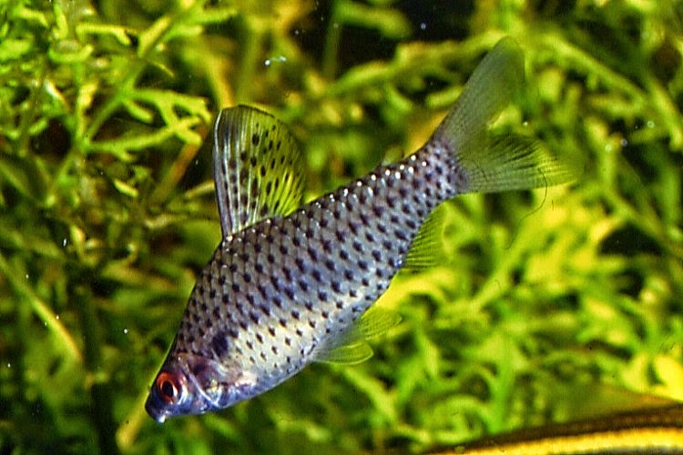 HEADSTANDER FISH photos - wallpapers | the fun bank