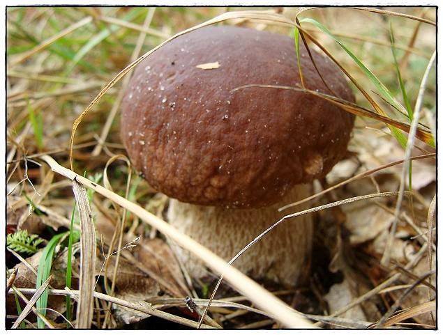 Katerina&Kuchnia: MARYNOWANE GRZYBY LEŚNE- MAŚLAKI, RYDZE, PRAWDZIWKI ...