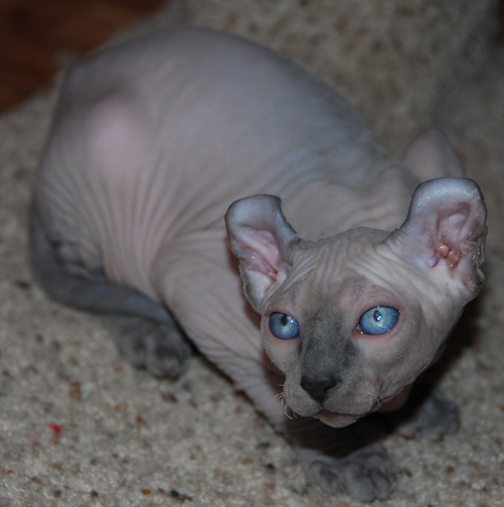 Tentang Kucing Elf, Kucing Tanpa Bulu dengan Telinga Keriting - Blog ...