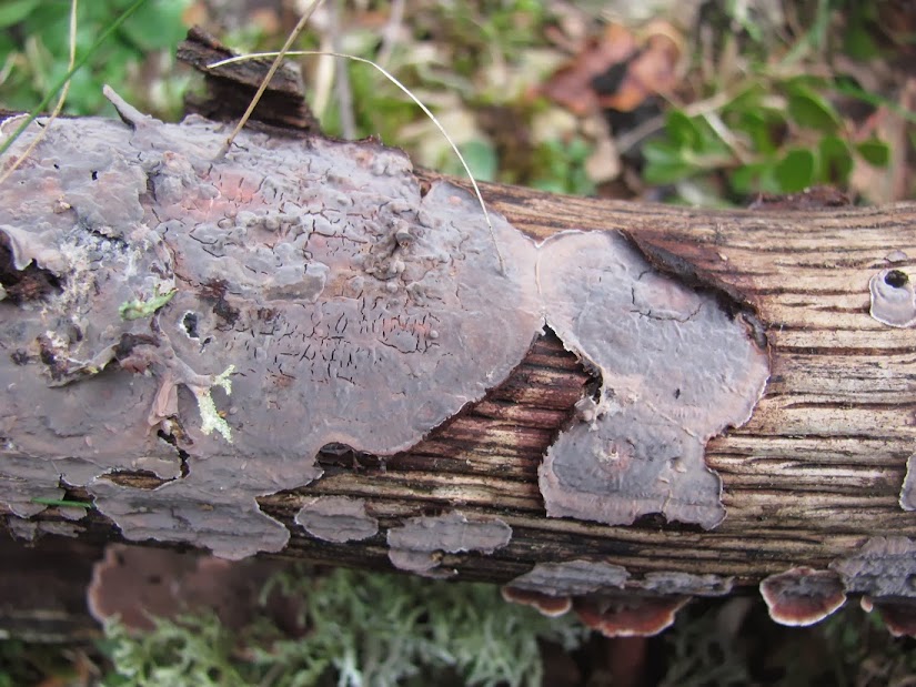 Guía de Setas y Hongos de Navarra.: Grupos Hongos