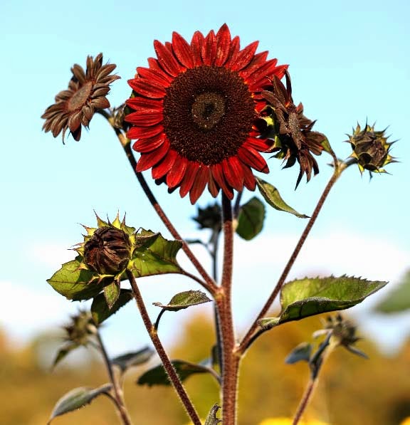 Getting Stitched on the Farm: A Sunflower Garden Planting Guide