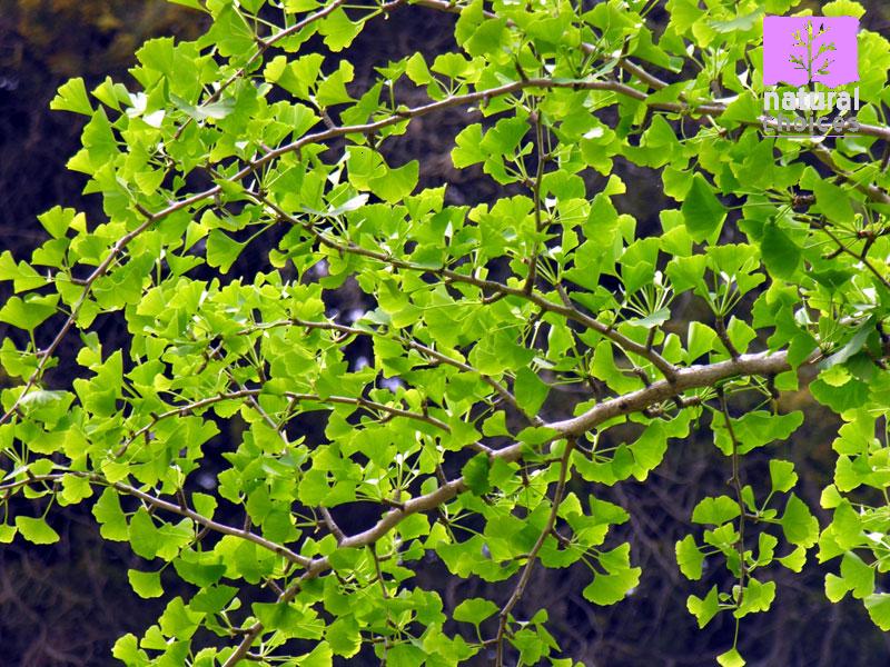 Ginkgo - "neuro-amigo" ~ NaturalChoices