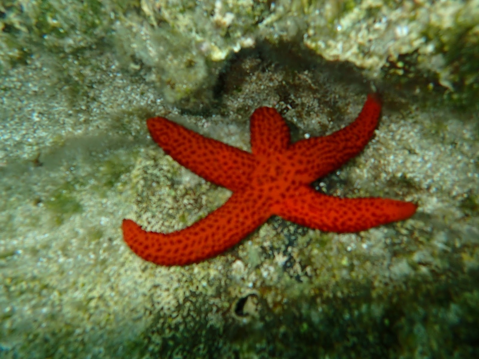 Biodiversity of Cyprus by NGO Protection of the Natural Heritage and ...