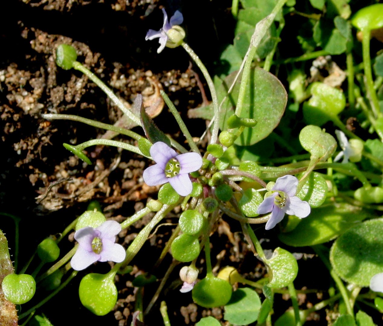 Plantas: Beleza e Diversidade: Cocleária-menor (Jonopsidium acaule)