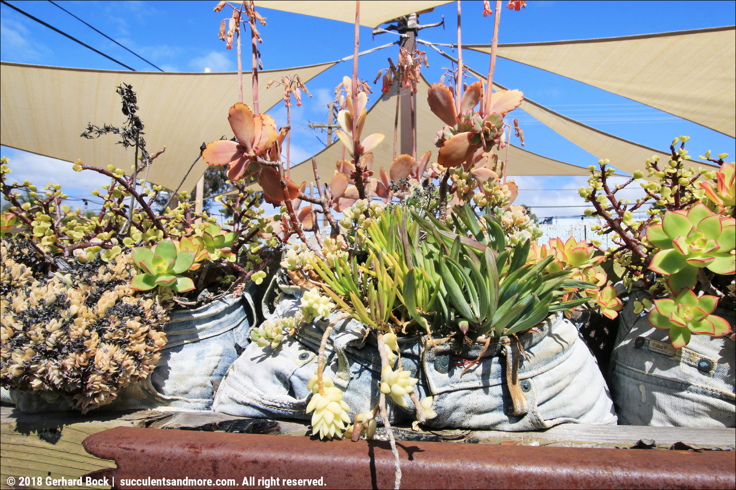 Sip and shop at the Succulent Café