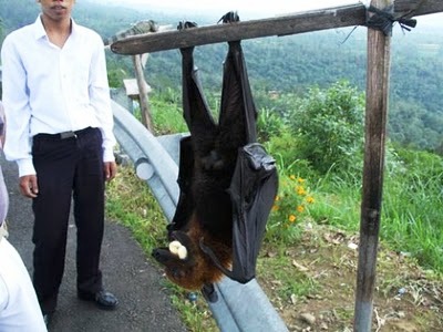 Ahool, Binatang Legendaris dan Misterius | GambarBinatang.Com