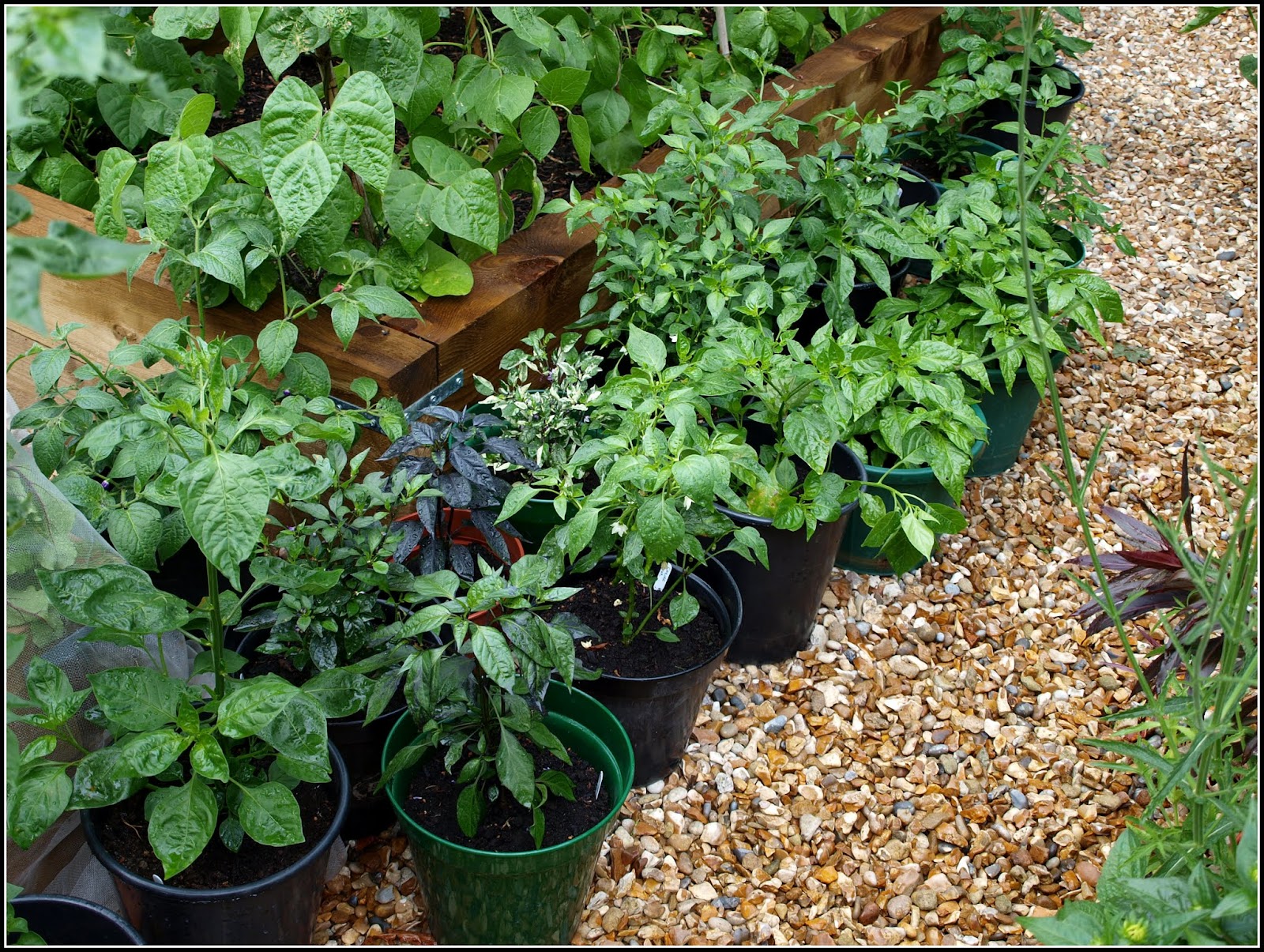 Mark's Veg Plot: Chilli update