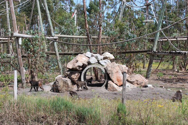 abc Travel: BADOCA SAFARI PARK