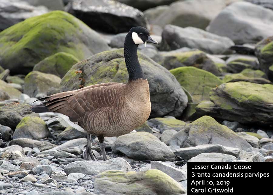 Sporadic Bird from Seward, Alaska : Wednesday, April 10, 2019 Lesser ...