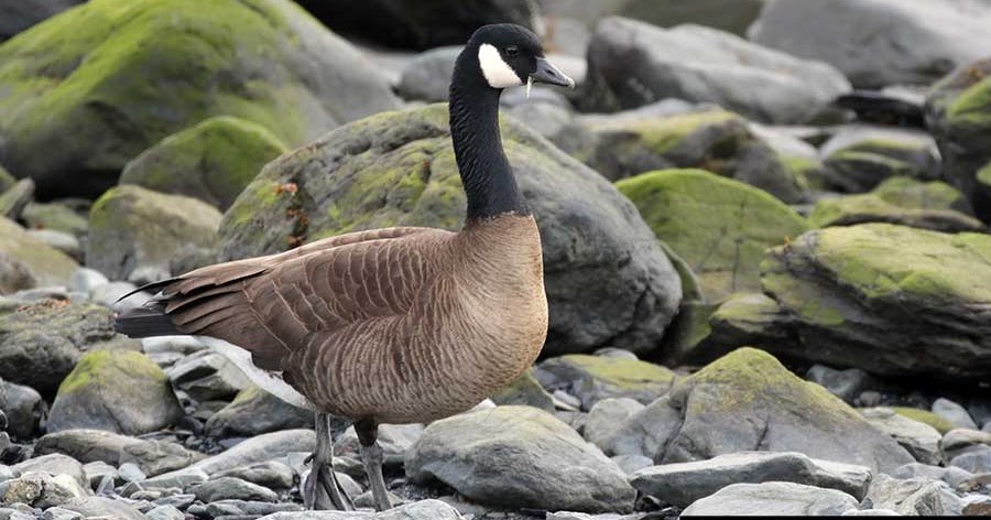 Sporadic Bird from Seward, Alaska : Wednesday, April 10, 2019 Lesser ...