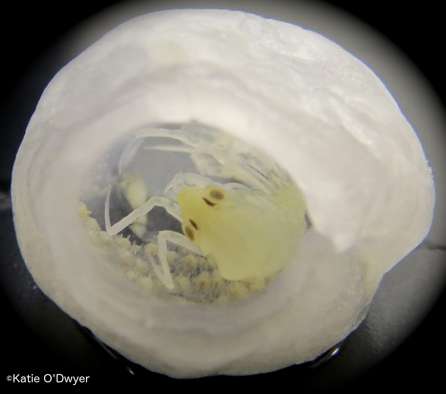 Parasite of the Day: Phronima sp.