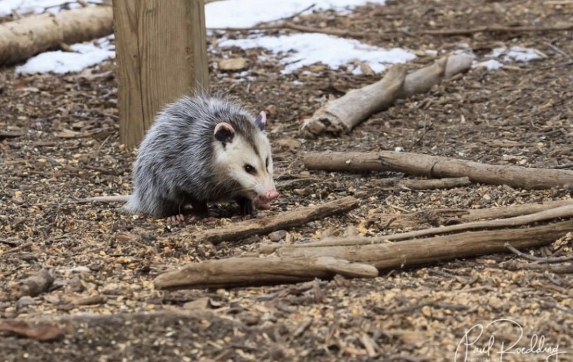 Cleaning Up Our Messes: Opossums to the Rescue | Nature Notes Blog