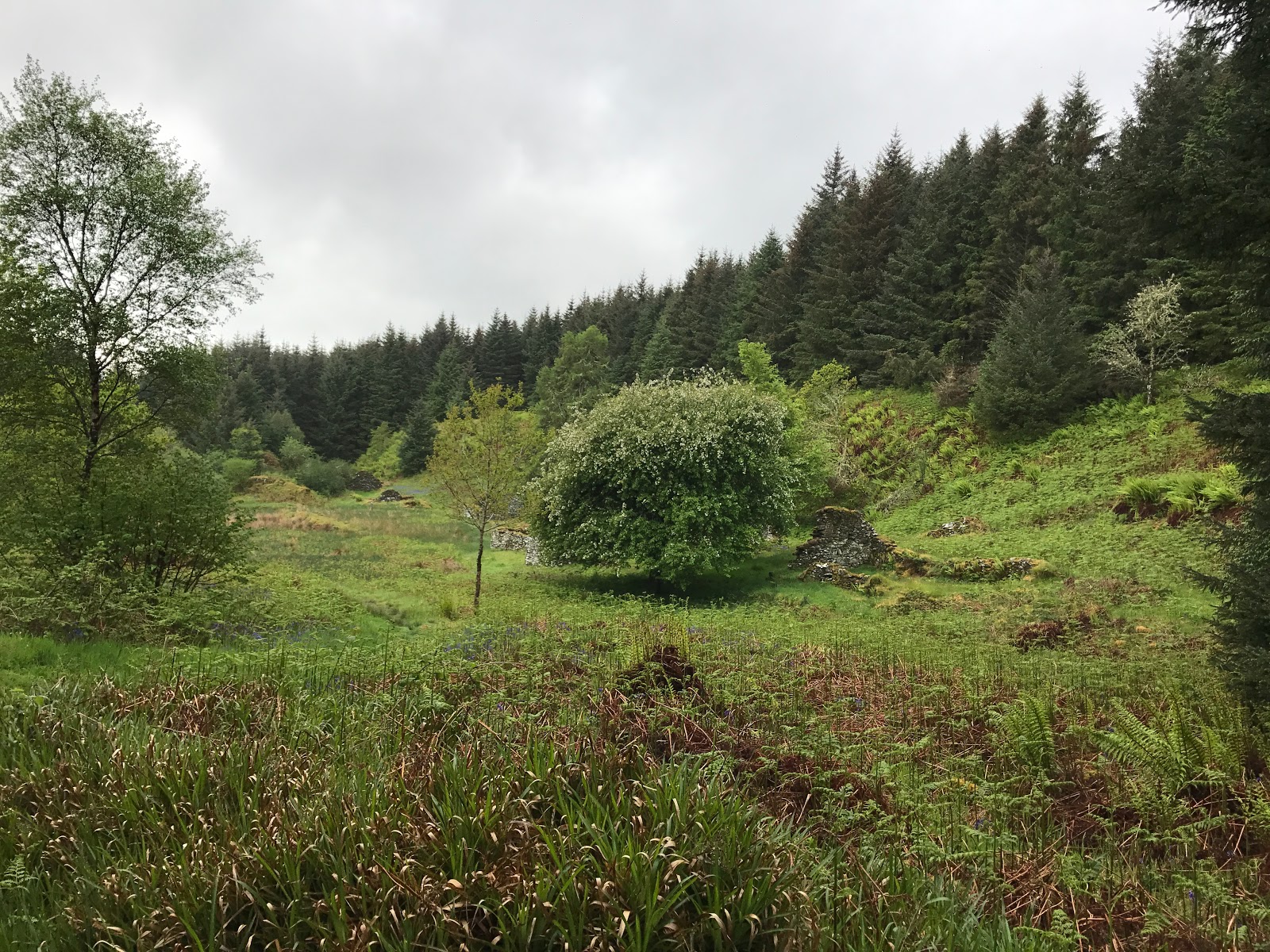 Magpie Tidings: Kilmory Oib: Part One