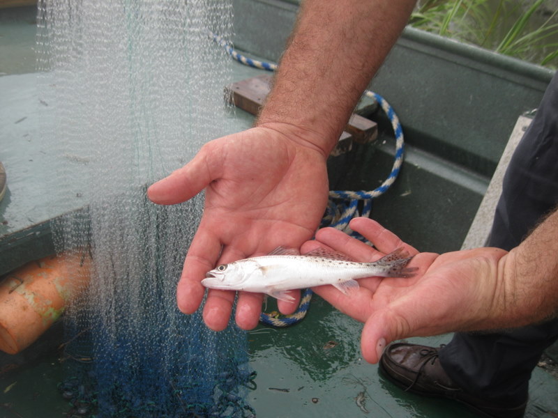 We Are The World: How To Cast Net Shrimp and Small Bait for Fishing