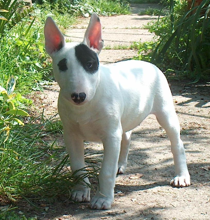 DEL LOBO GRIS FAMILY: El Bull Terrier