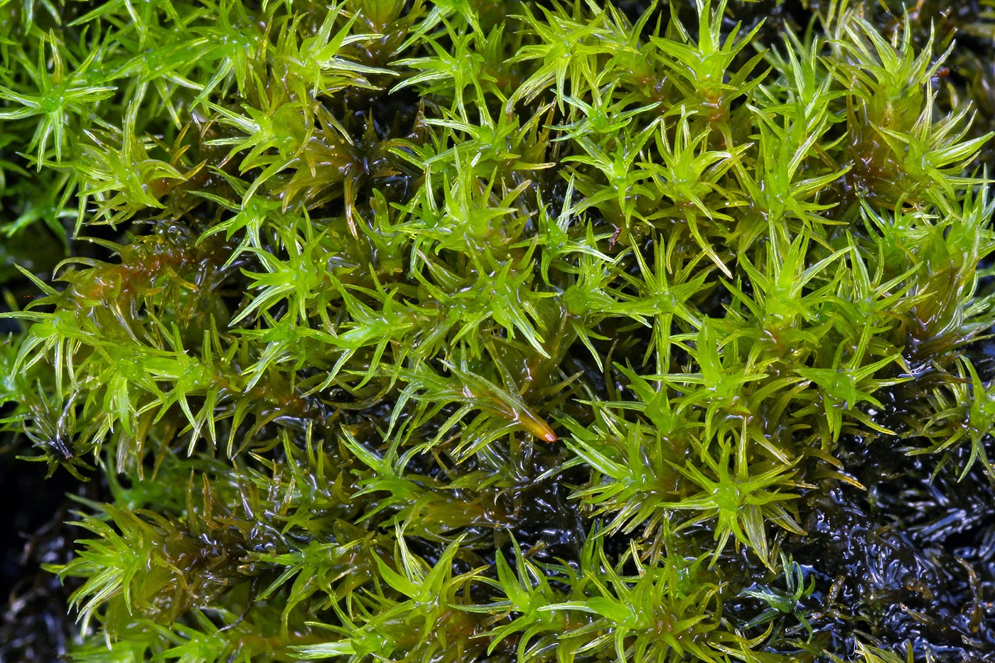 Gower Wildlife: October 2014