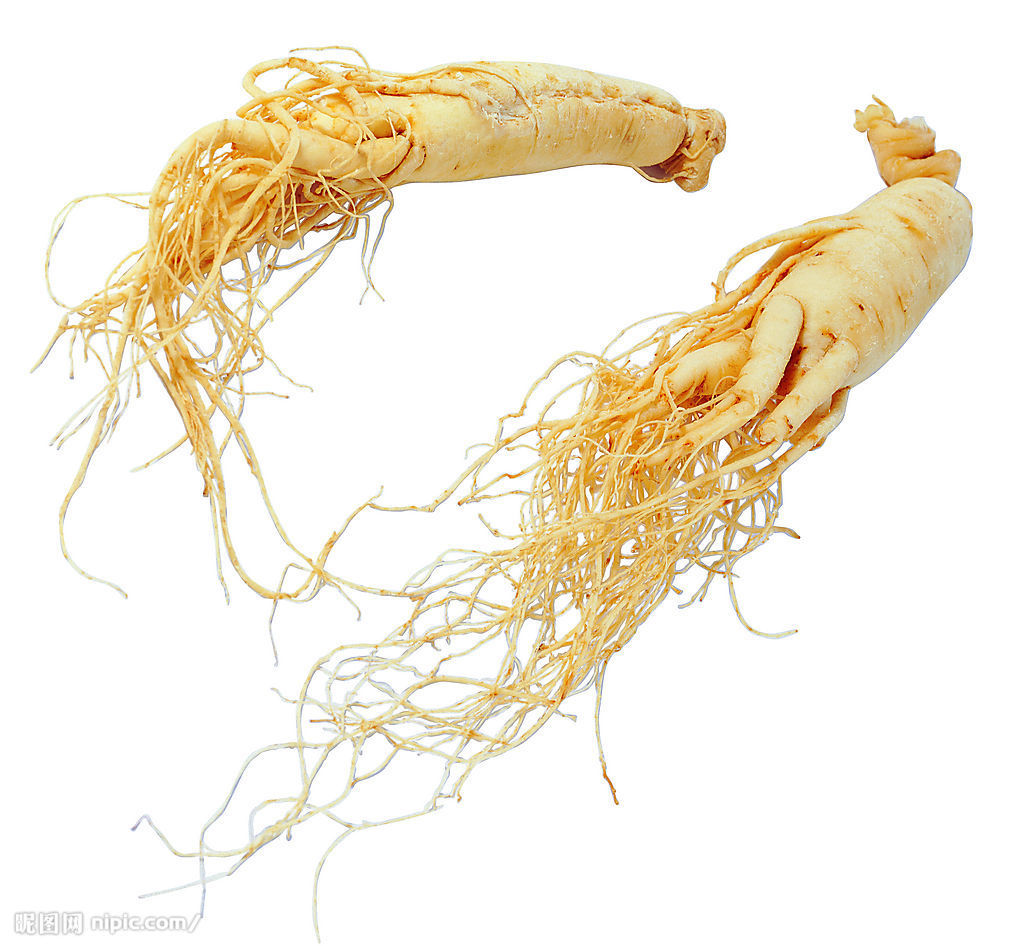 Main products of Panax ginseng | Panax Ginseng
