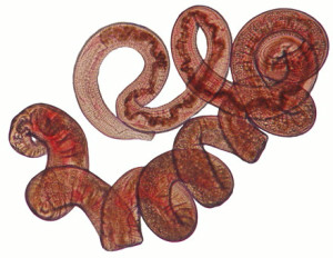 INFECTIOUS DISEASE: Introduction to helminths