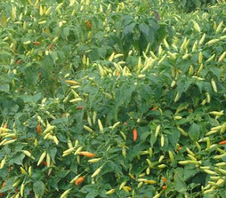 Ciri-ciri tanaman cabai