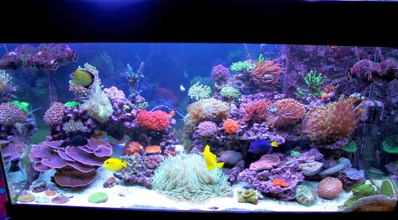 Howard`s Reef: My colleague Farshad has some amazing reef tanks and ...