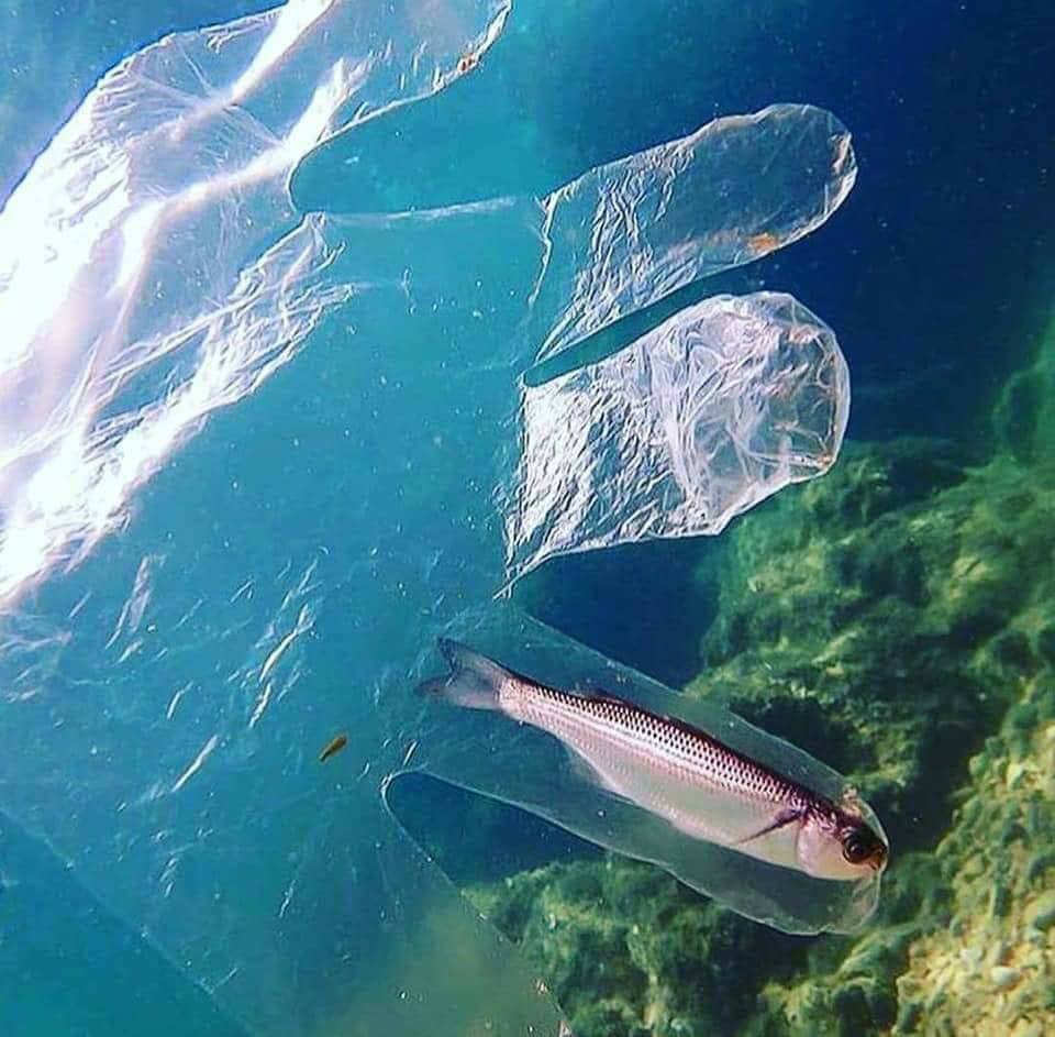 La plastica nel mare, negli animali - No all'Italia petrolizzata