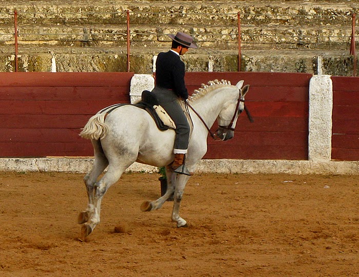 La Faunia de Helena: Caballos,Cerdos, Cabras, Ovejas, Ciervos, Camellos ...