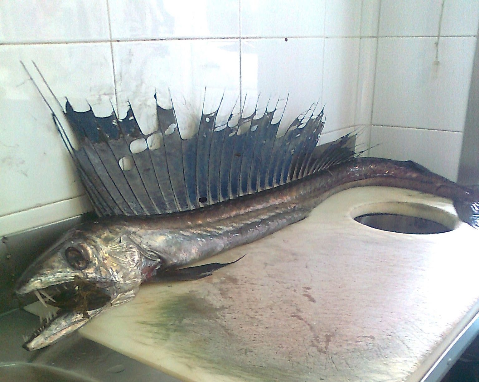 PESCADERÍA VÁZQUEZ: FOTOS DE UN PEZ ABISAL