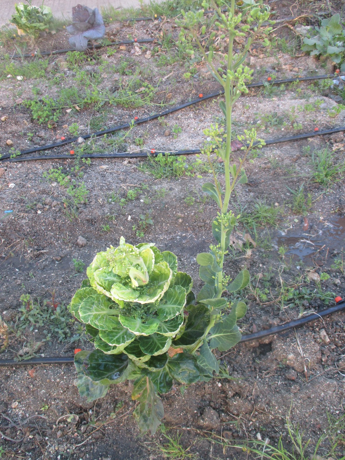 EL HUERTO ESOOLAR AL FINAL DEL SEGUNDO TRIMESTRE | En torno al huerto.
