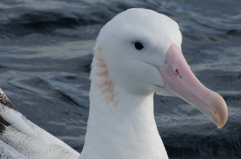 A Wandering Naturalist: New Zealand: Albatrosses and Mollymauks