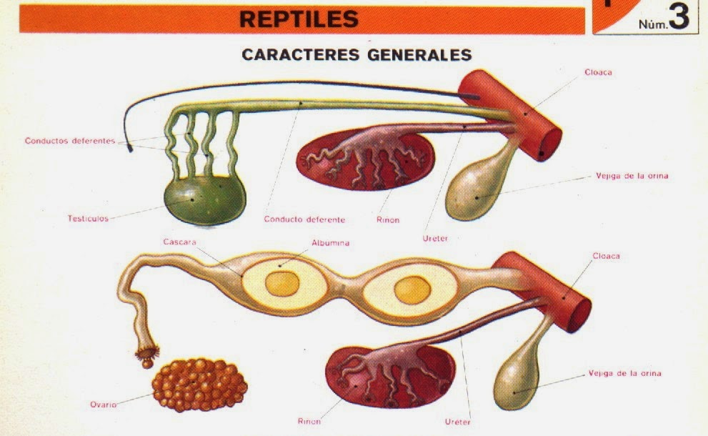 Biología. MORFOLOGIA Y FISIOLOGÍA DE LOS APARATOS REPRODUCTORES