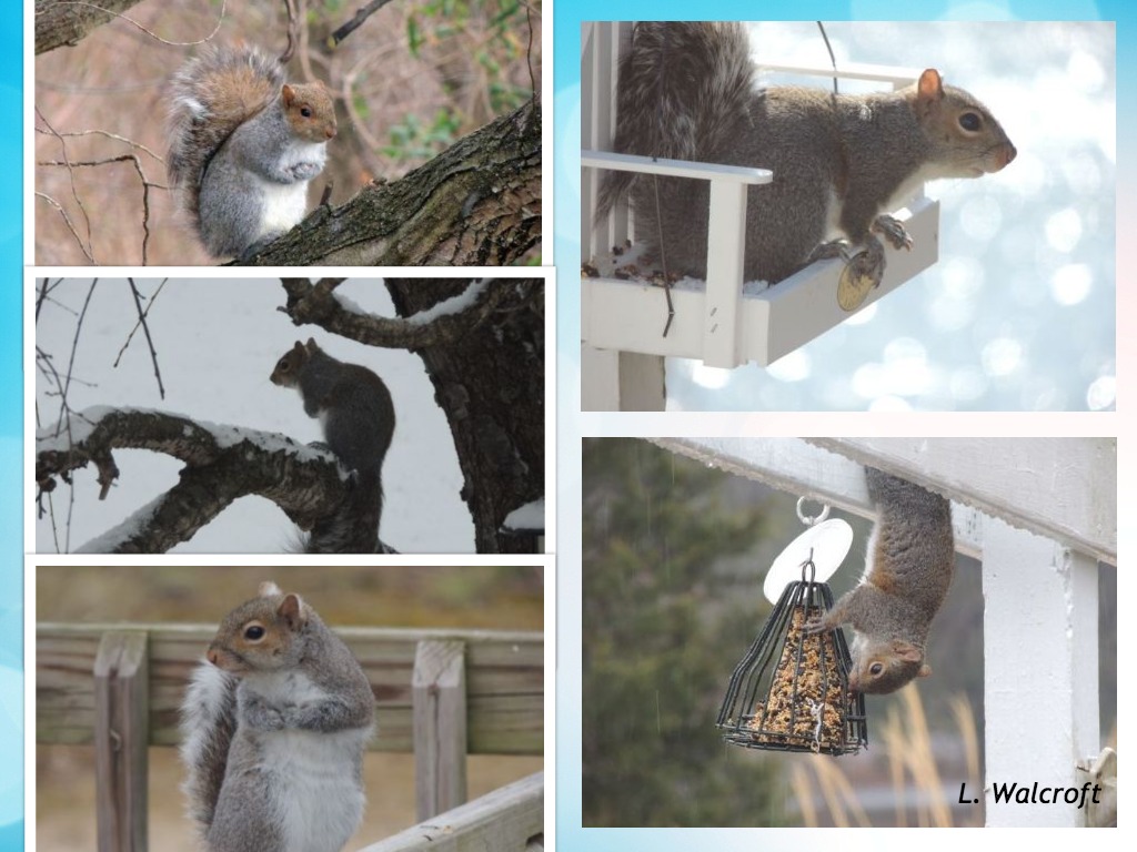 The View from Squirrel Ridge: Squirrel, Squirrel, Squirrel