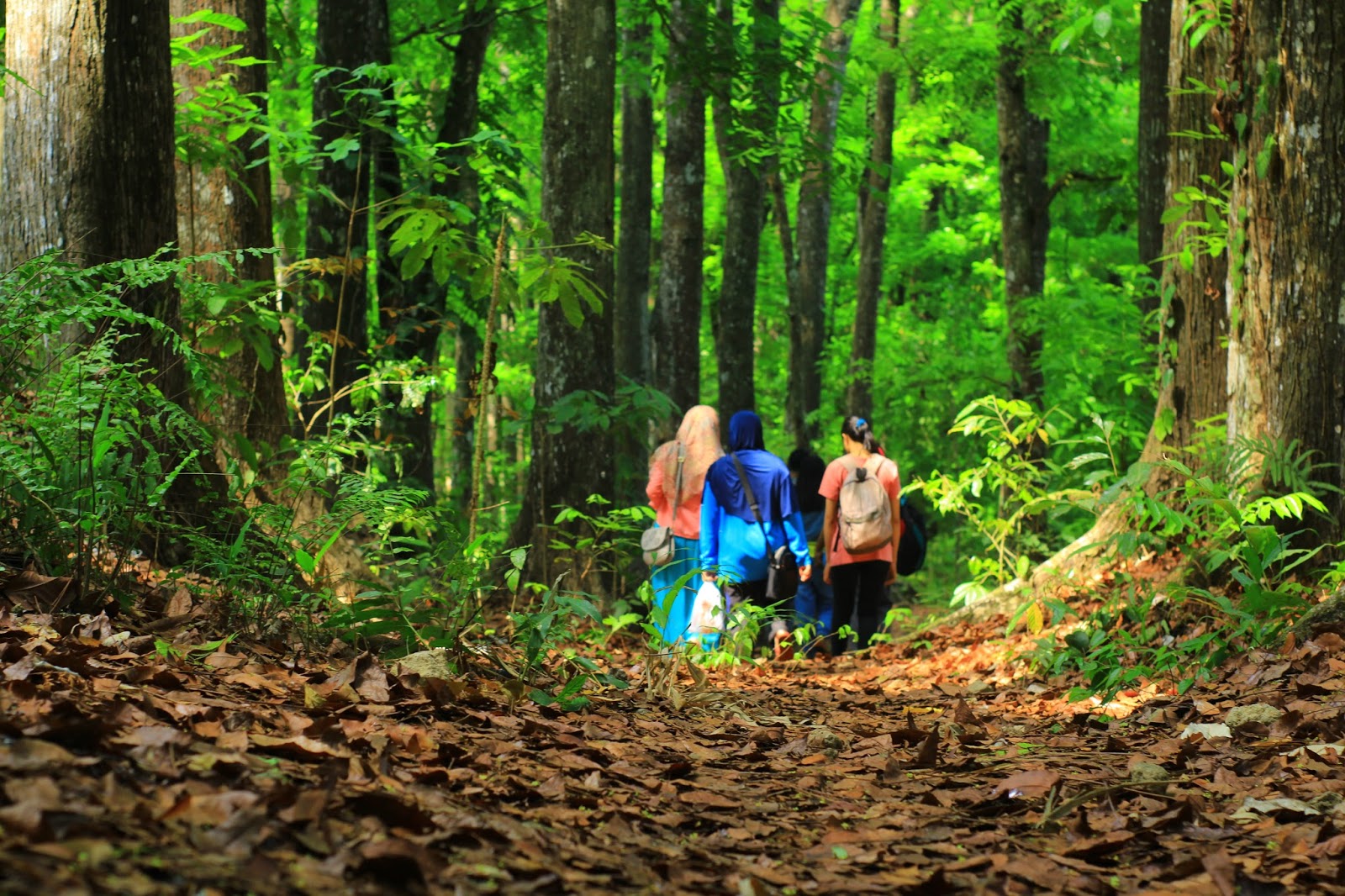 Menjelajah Alam Sesaot, Forest and River ~ Lazwardy Journal