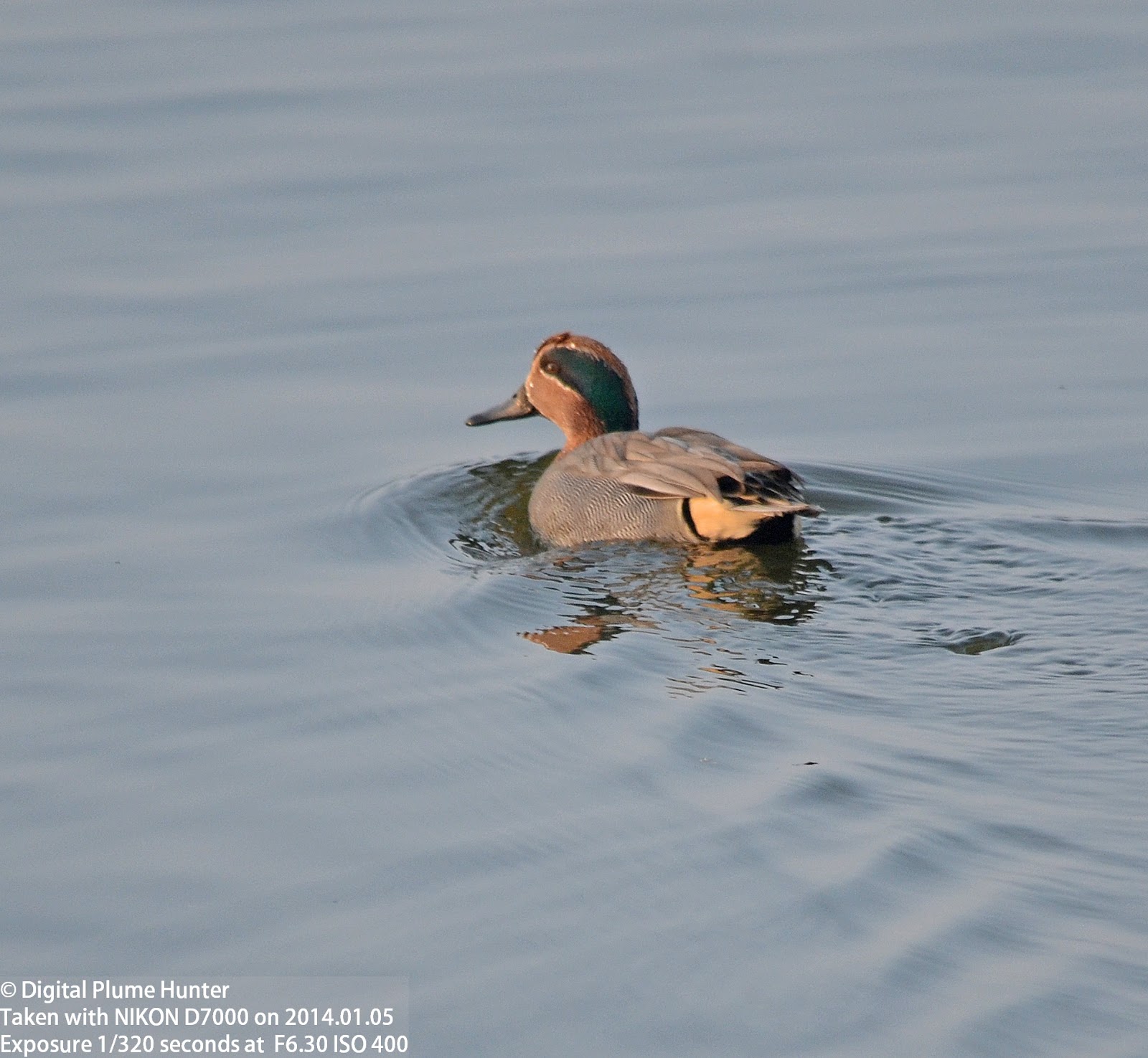 Hunting Digital Plumes in the US and Beyond: Birding the Extraordinary ...