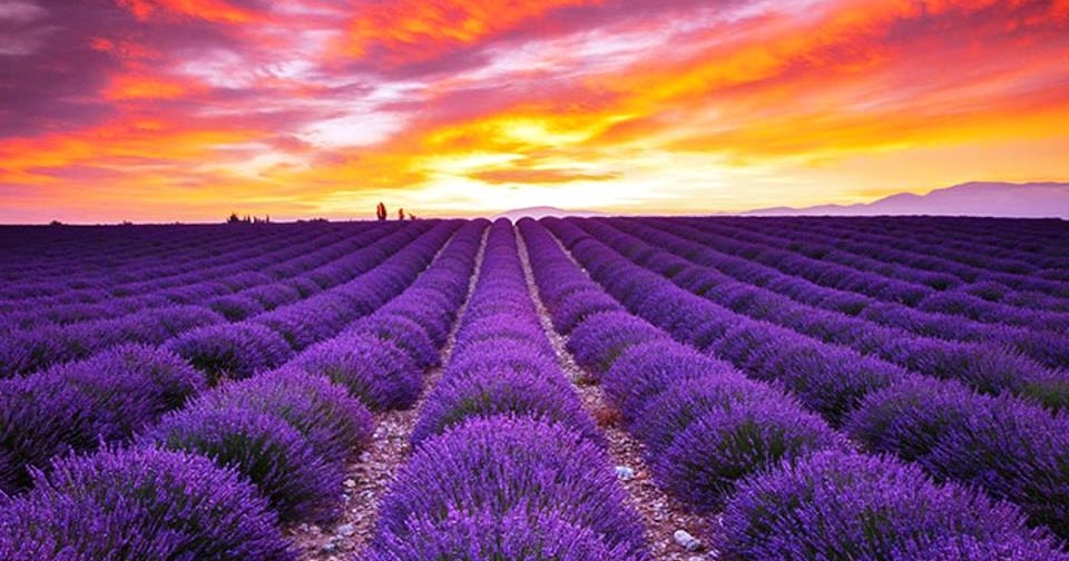 10 najlepsih mesta na svetu: Polje lavande, Francuska
