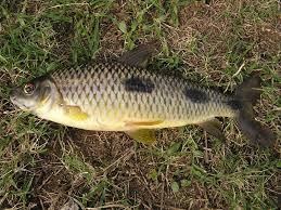 Cria Peixe - Tilapicultura : “PIAU PANTANEIRO GRELHADO”