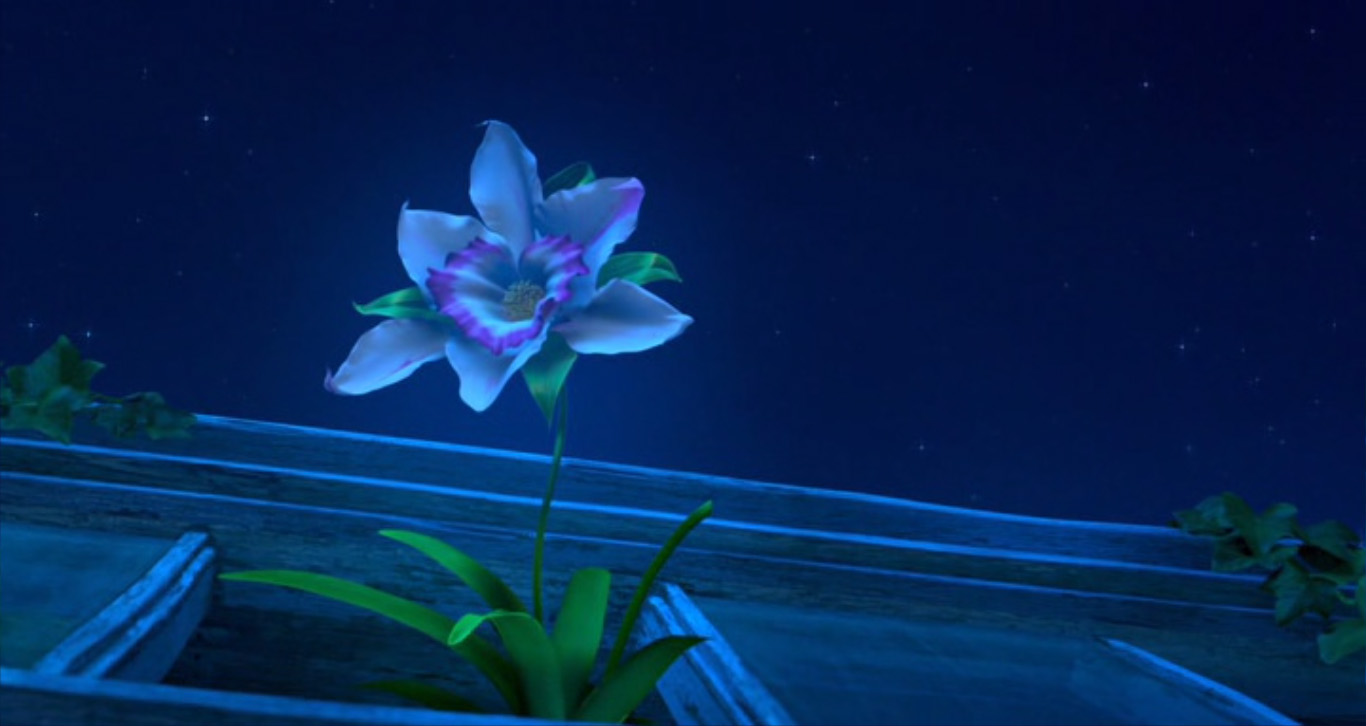 Disney : Cupid's Arrow Orchid