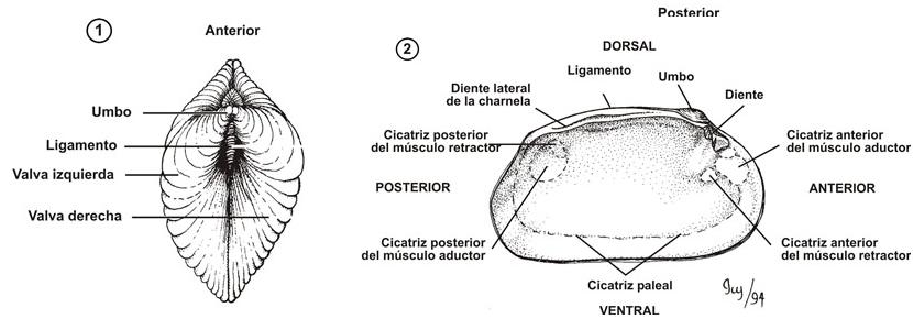 Dehesa de la Villa Naturaleza viva: Moluscos de agua dulce en la Dehesa ...
