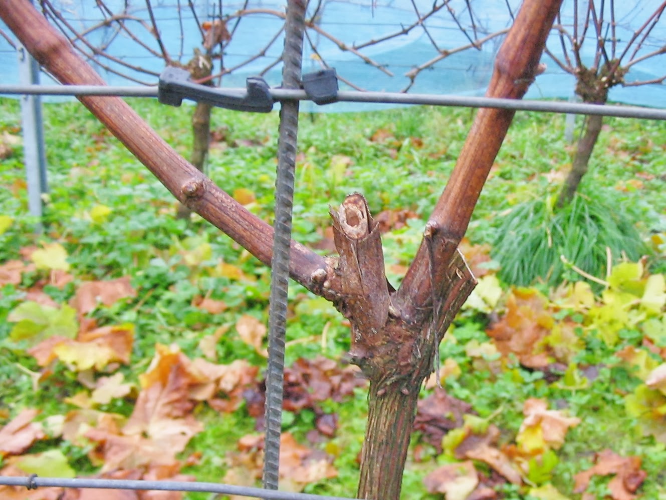 Weblog Wijnbouw Jet Wester