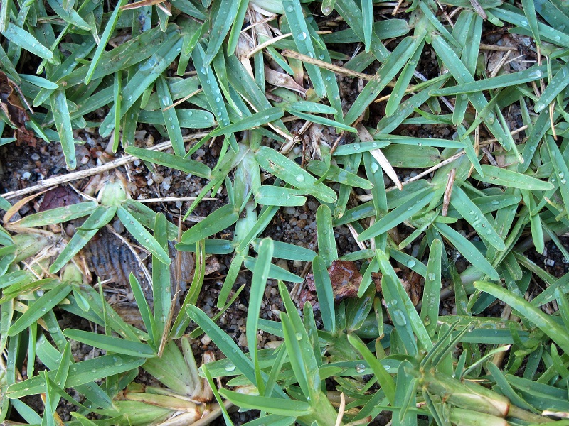 Bucólico Anónimo : Aprender a Distinguir: Escalracho de Relva Santo ...