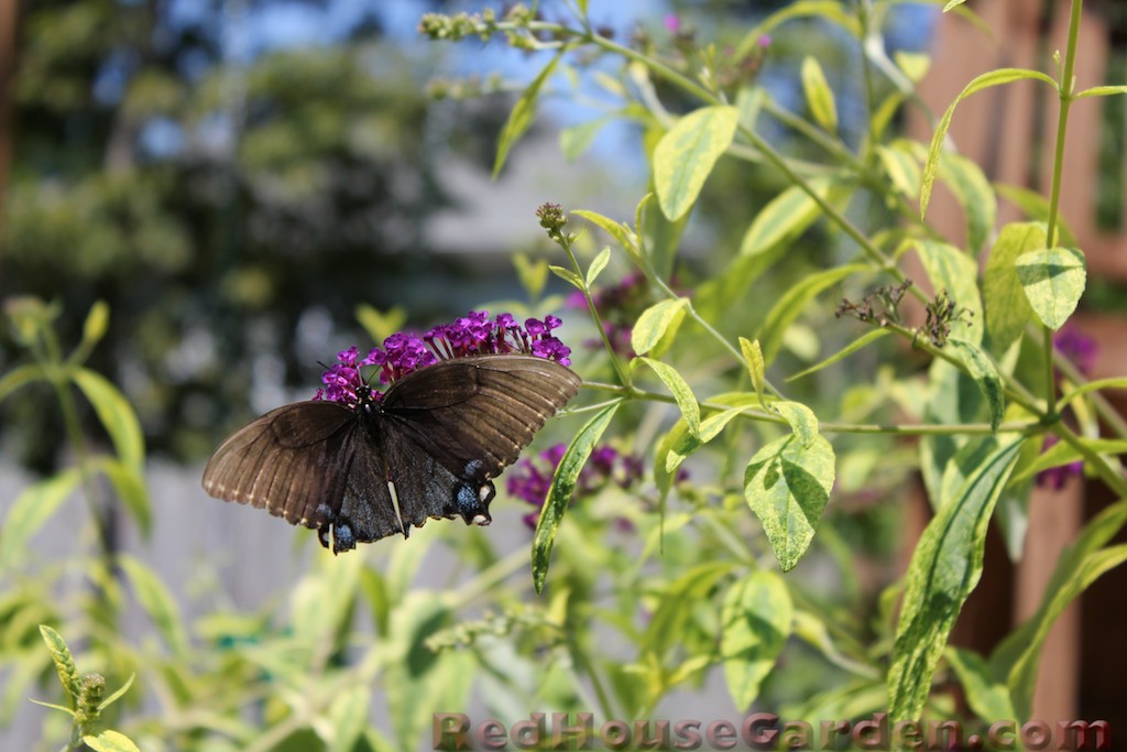 Red House Garden: Santana - the Variegated Butterfly Bush