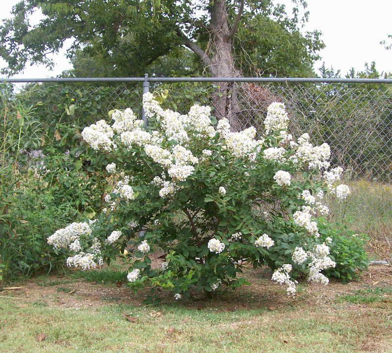 Amateur Gardener: Natchez Crepe Myrtle