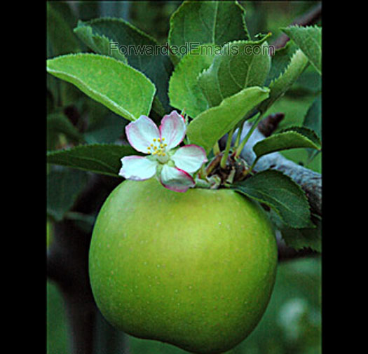 Amazing things: FINE APPLE!!!